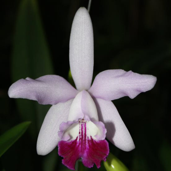LC. Memoria Kay Johnston – Jewell Orchids