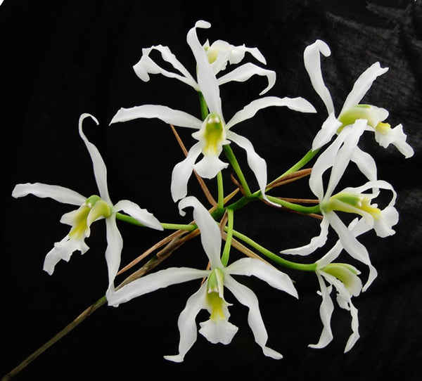 Schom. superbiens var. alba ‘Don Hubert Cross’ – Jewell Orchids